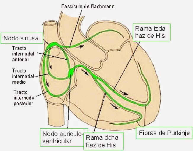 Biología: diciembre 2014