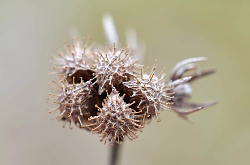 Space Coast Wildflowers: May 2013