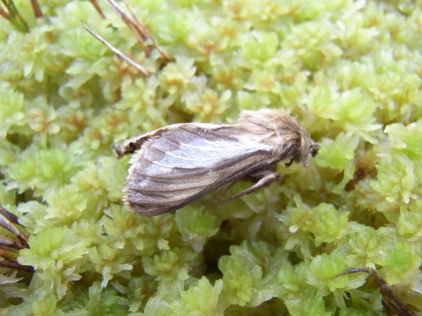 Hamish's wild world of insects: New Zealand ghost moths