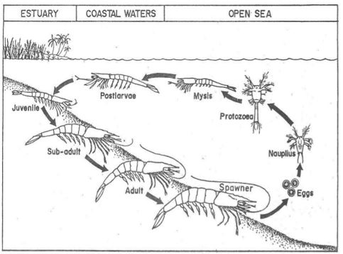 GROUP 2 : TOPIC 3 - LIFE CYCLE AND SYSTEM OF TIGER SHRIMP