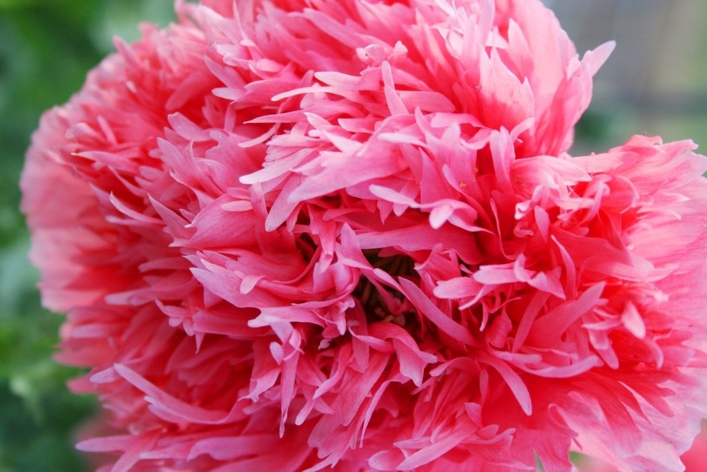 Garden Musings: Pink Poppy Perfection