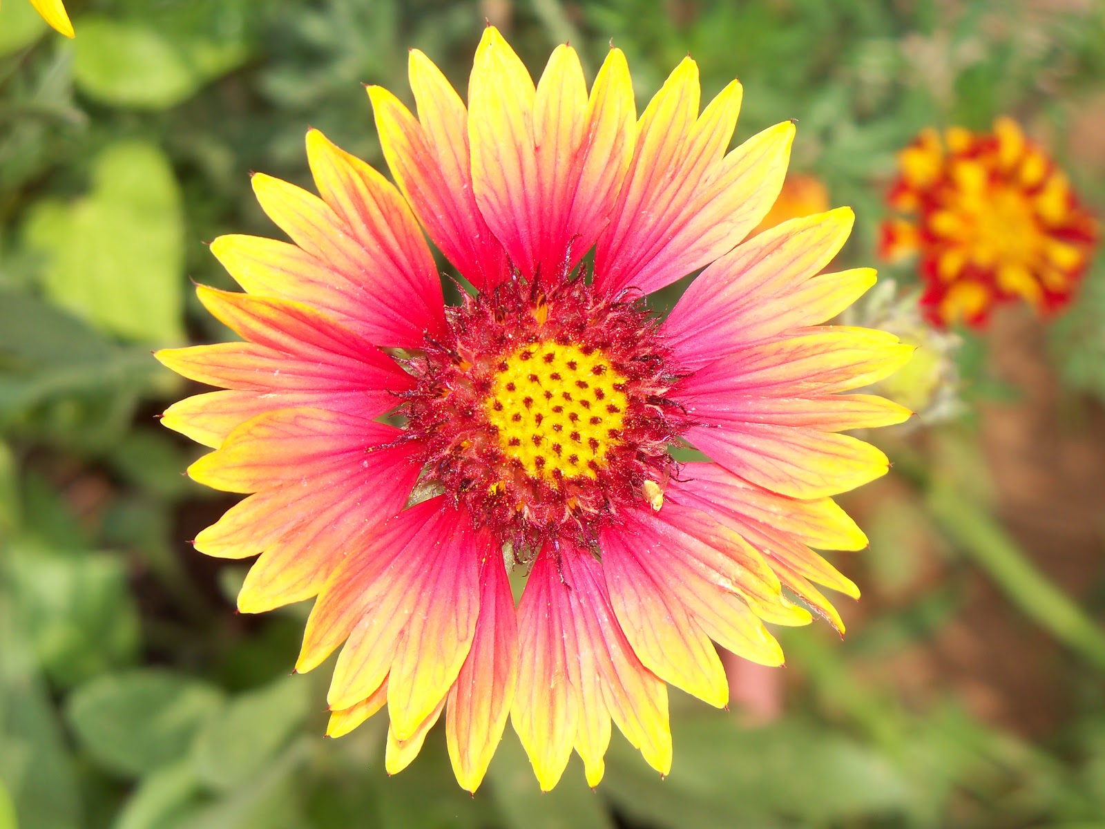 Tumbleweed Crossing: Summer Flowers