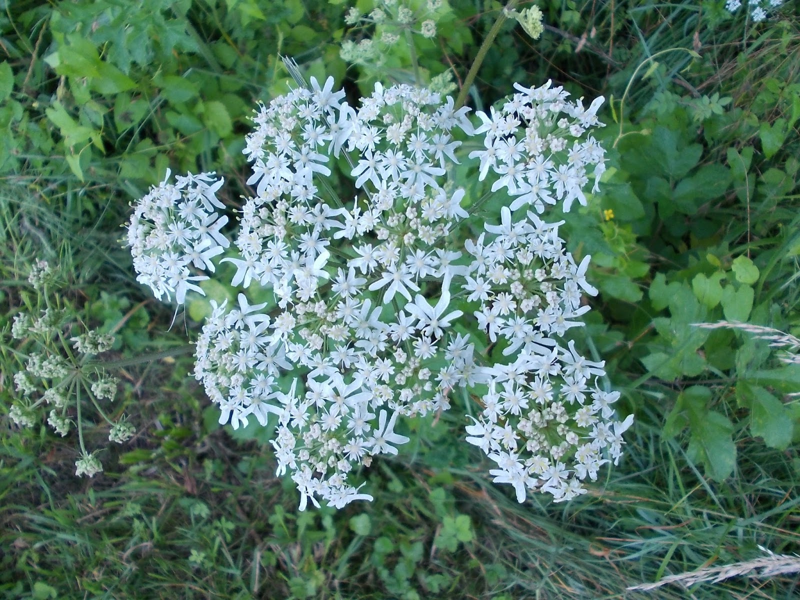 JARDINS DE SANTÉ: GRANDE BERCE