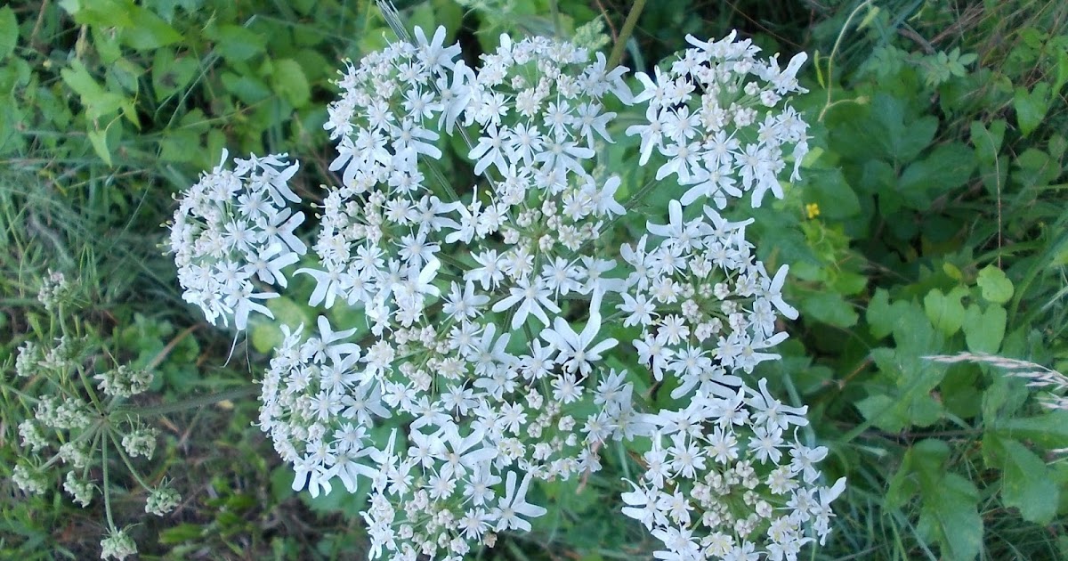 JARDINS DE SANTÉ: GRANDE BERCE