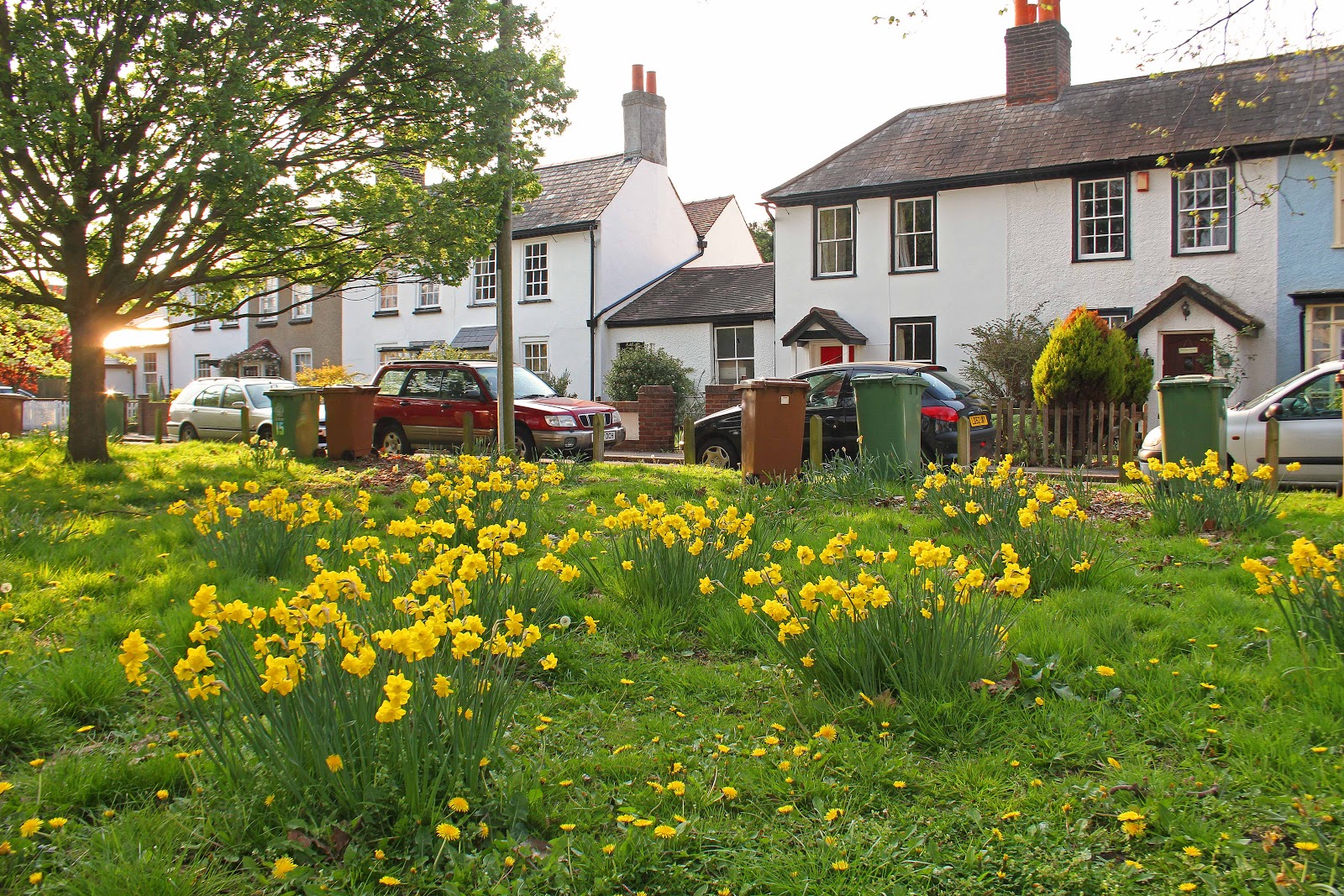 Non-Stop Birding: The Green, Hackbridge
