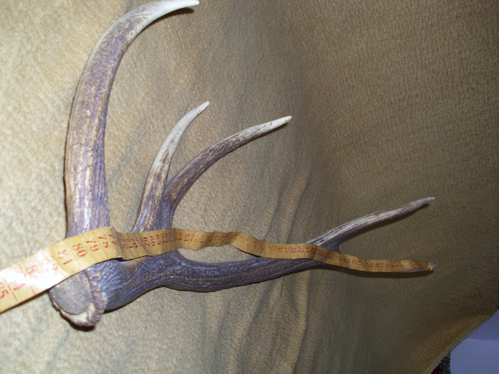 Vind corn de cerb , 5 ramuri si corn caprior 2 ramuri