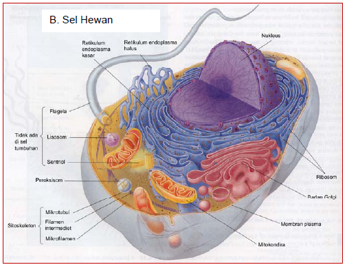 Mengenal Lebih Jauh Tentang Sel