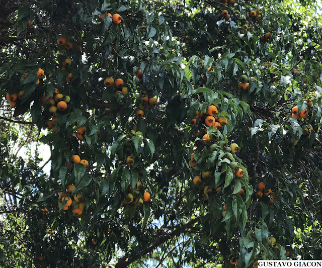 Viveiro Ciprest - Plantas Nativas e Exóticas: Guabiroba Laranja ou ...