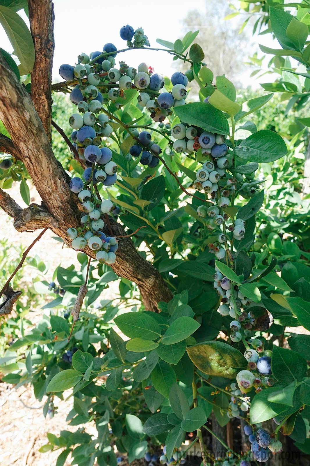 The Parker Project: Blueberry Picking at the Temecula Berry Co
