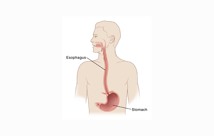 Esophagus Definition Structure And Functions Science Shape