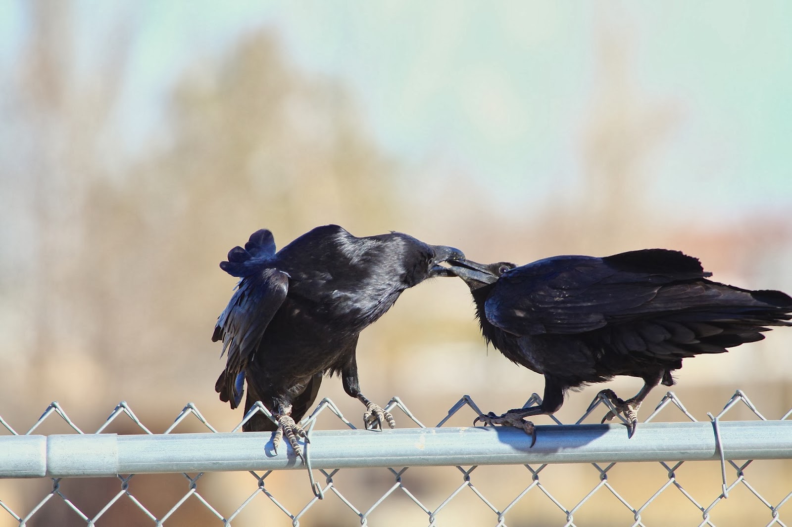 Roger's Birding Adventures: Interesting Common Raven behavior, plus ...