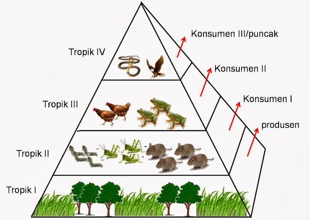 KOMPONEN EKOSISTEM - Blog karisma