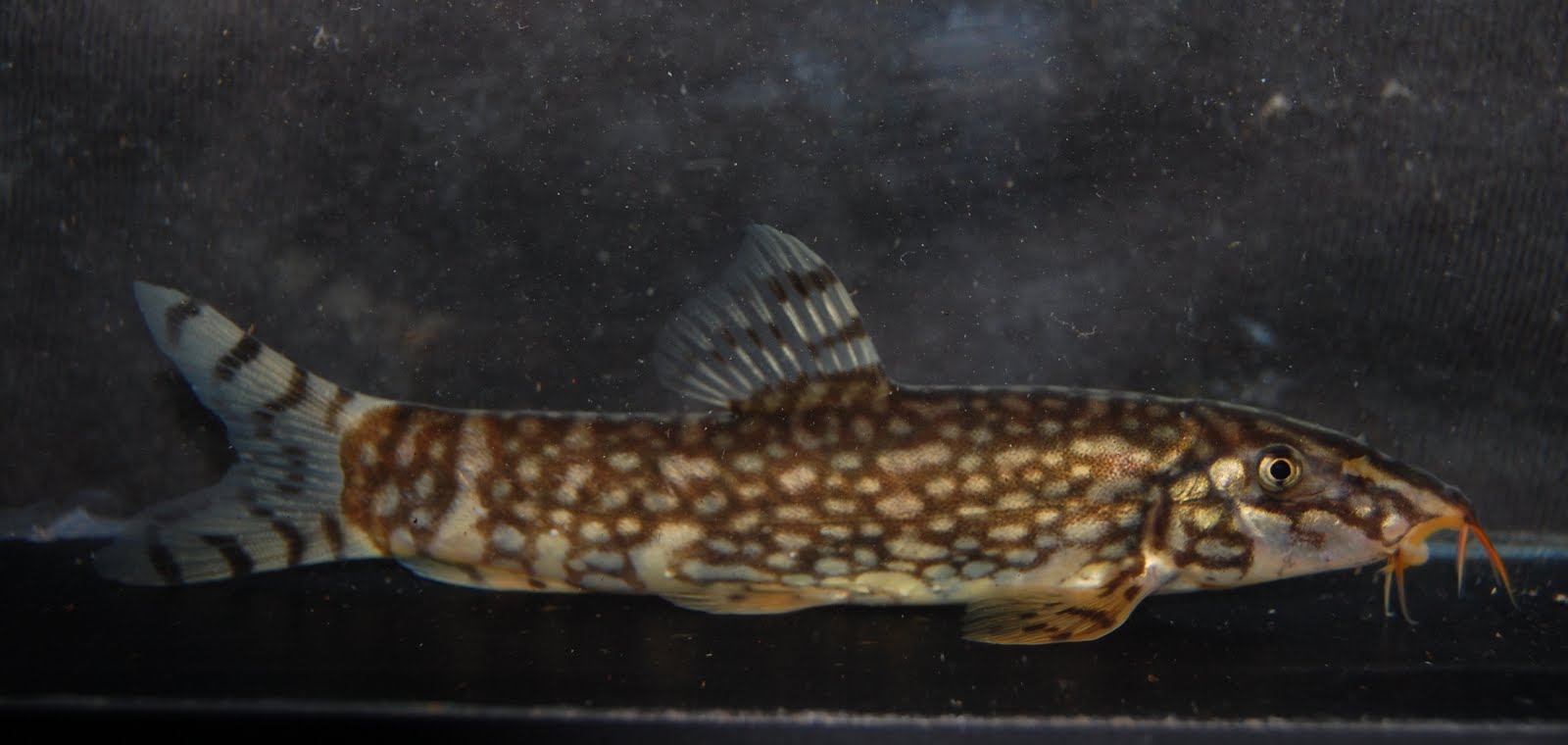 PIER AQUATICS NEW ARRIVALS: Botia rostrata (Real)