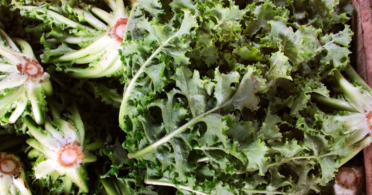 Chicória é destaque essa semana na CEAGESP da capital paulista