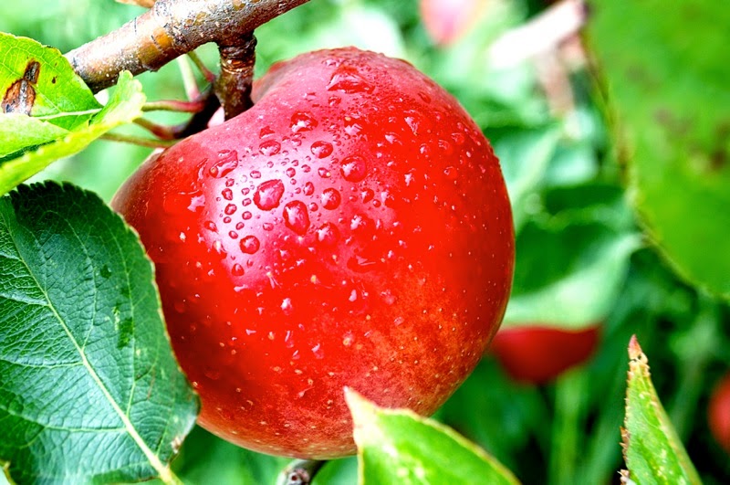 Princesas Ana & Mia Forever: Dieta de la manzana (Hasta 7 kilos en 1 ...