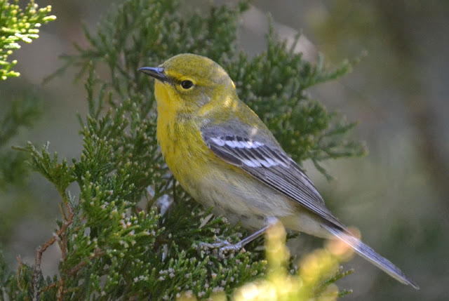 Woods Walks and Wildlife: A Pine Warbler Up Close