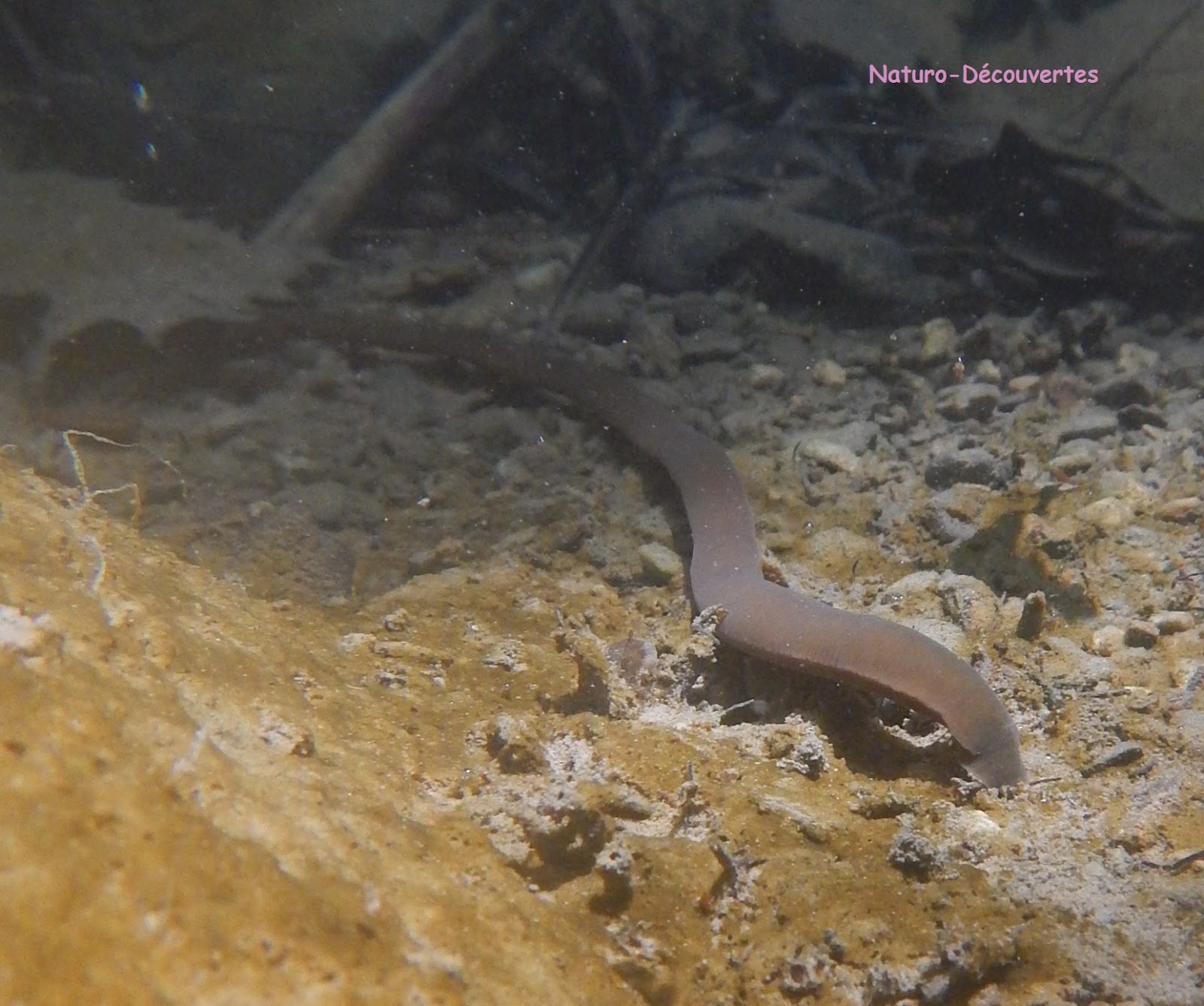 Découvertes Naturalistes: Parasitisme