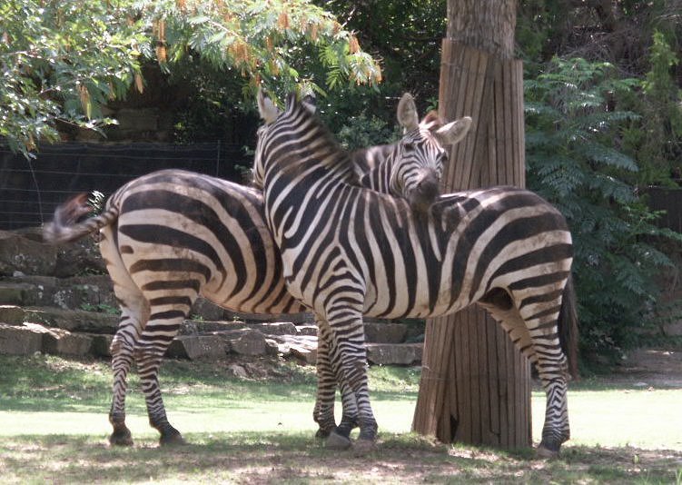 Plains Zebra