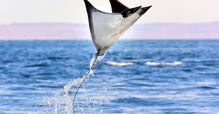 Marine Creature of the Month JUNE