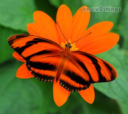 Top 10 Most Beautiful Butterflies | Everything You Know