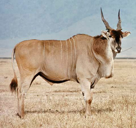 Africa Travel Diary: Animal Encounters - The Eland