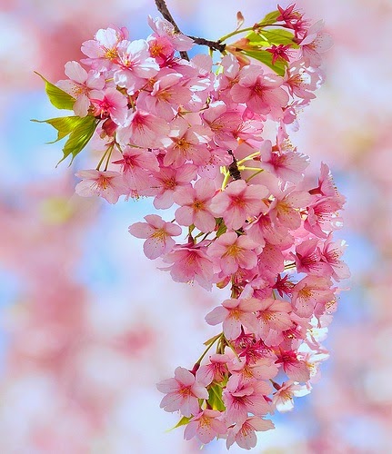 Most Beautiful Spring Flowers Collection ~ Explore Amazing World