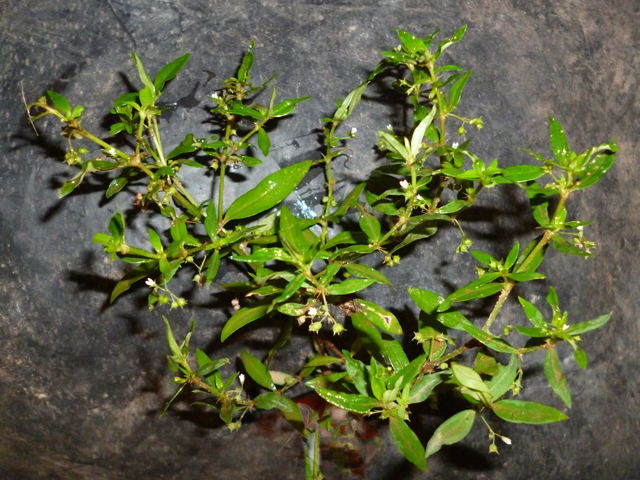 Oldenlandia Diamond Flower - Wal Pathpadagam | SL Flora