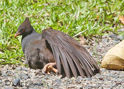 Could you please identify the bird I saw in the rainforest beside the ...