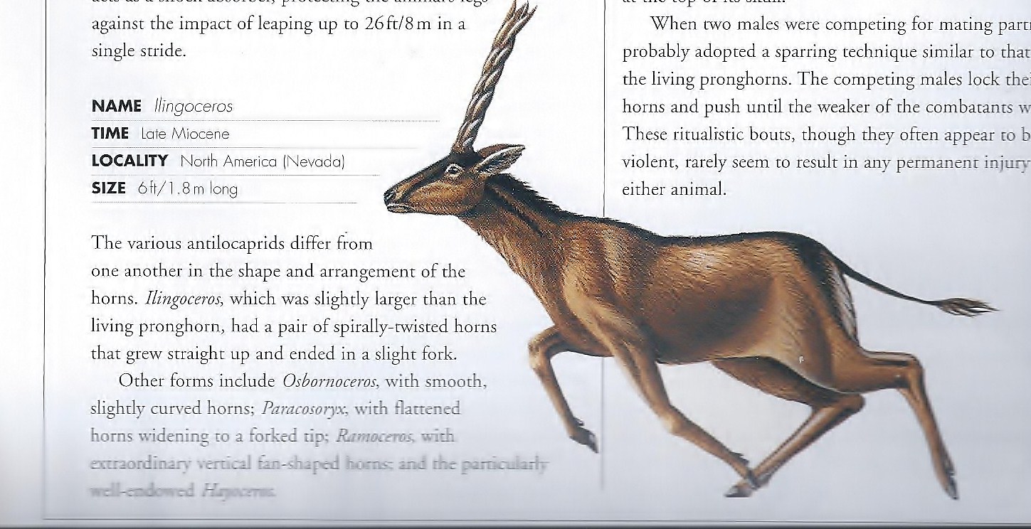 Domain of the C-Rex: The Amazing Antilocaprid Artiodactyls