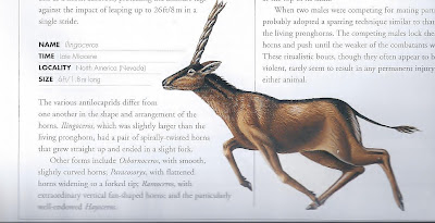 Domain of the C-Rex: The Amazing Antilocaprid Artiodactyls
