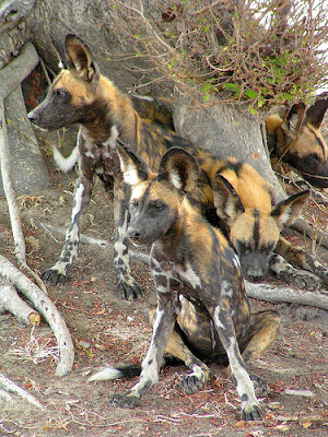 Dóér in die bosveld - fabels vir Afrika: Die wildehonde en die honde