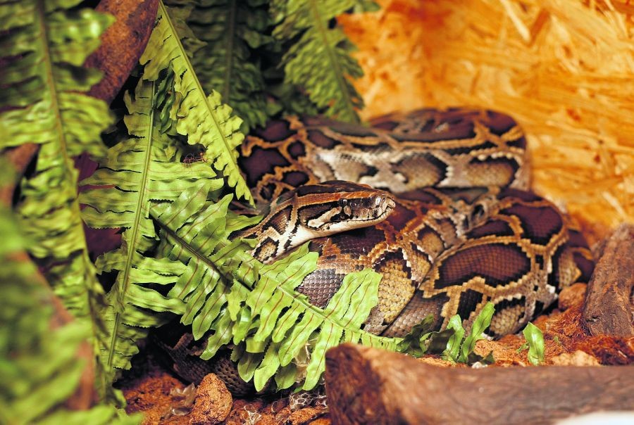 Pupile człowieka: Pyton tygrysi (Python molurus)