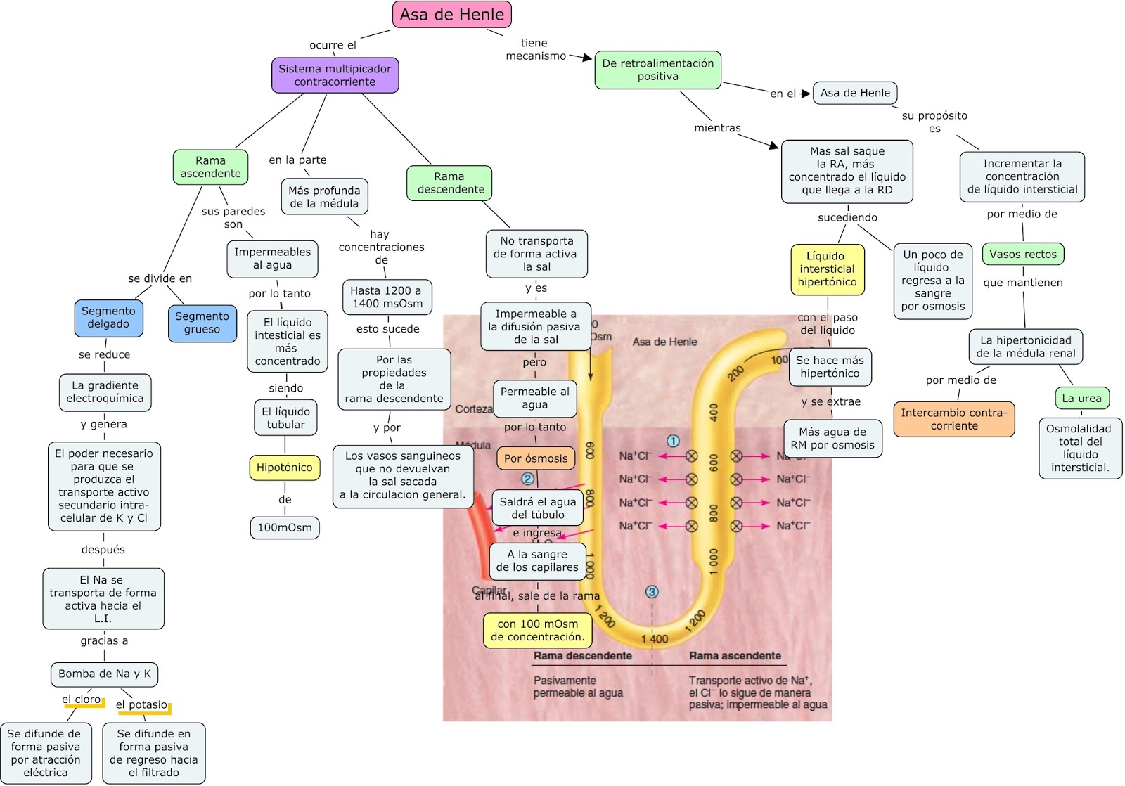 Fisiologiadesicairos: Asa de Henle