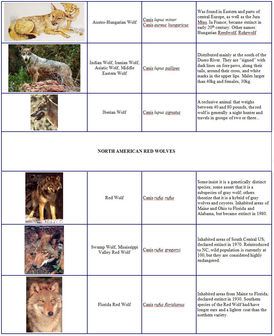 Canis lupus 101: Wolf Species
