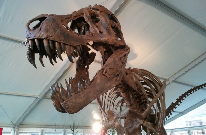 Casa Splendini: T-rex in Leiden