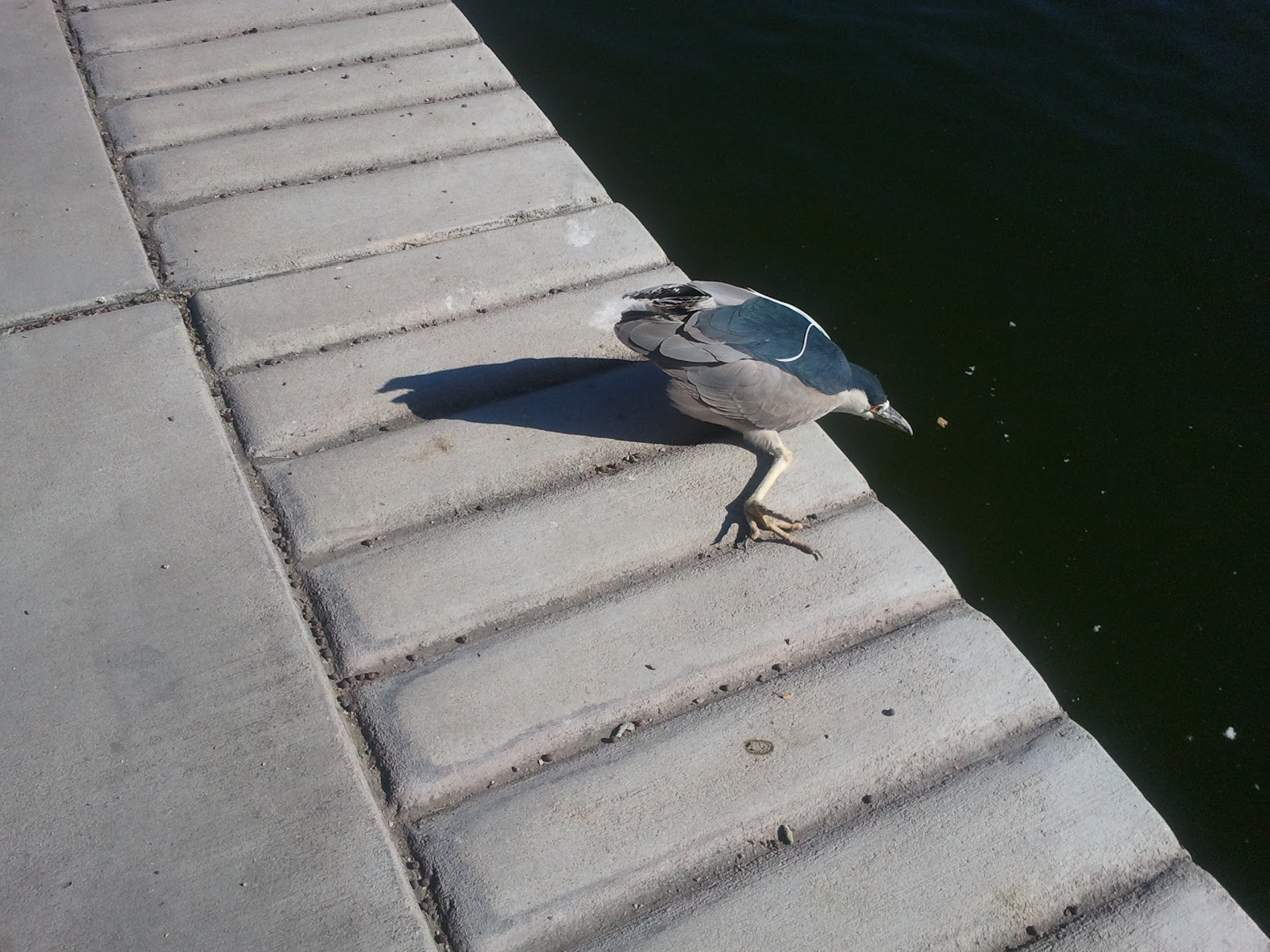 Rebekah Grace : Sometimes We Limp