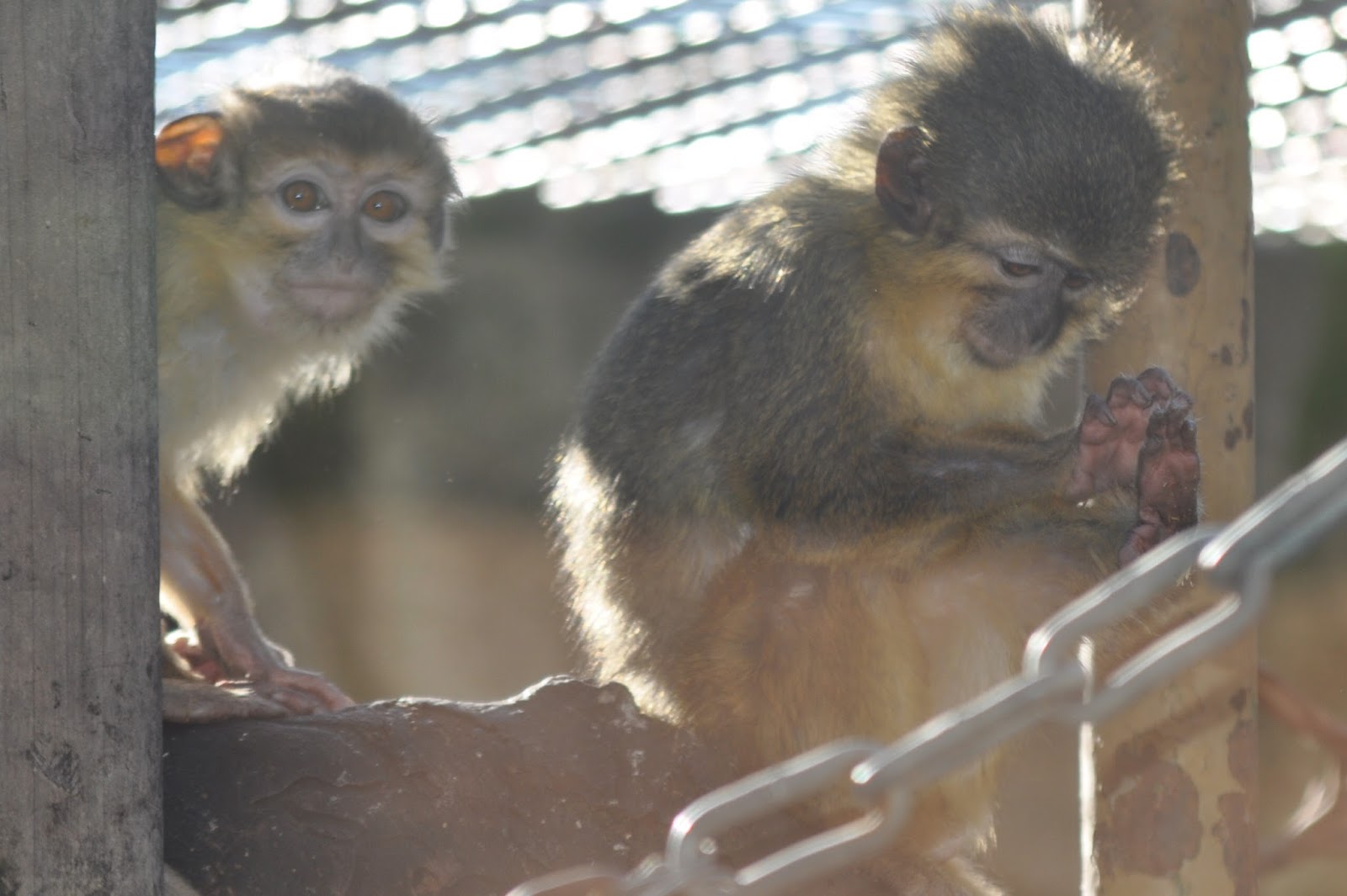 ZOOTOGRAFIANDO (6.100 ANIMALS): TALAPOIN SUREÑO / SOUTHERN TALAPOIN ...