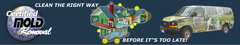 NYC Mold Inspection Services: Mold Remediation Services in New York City