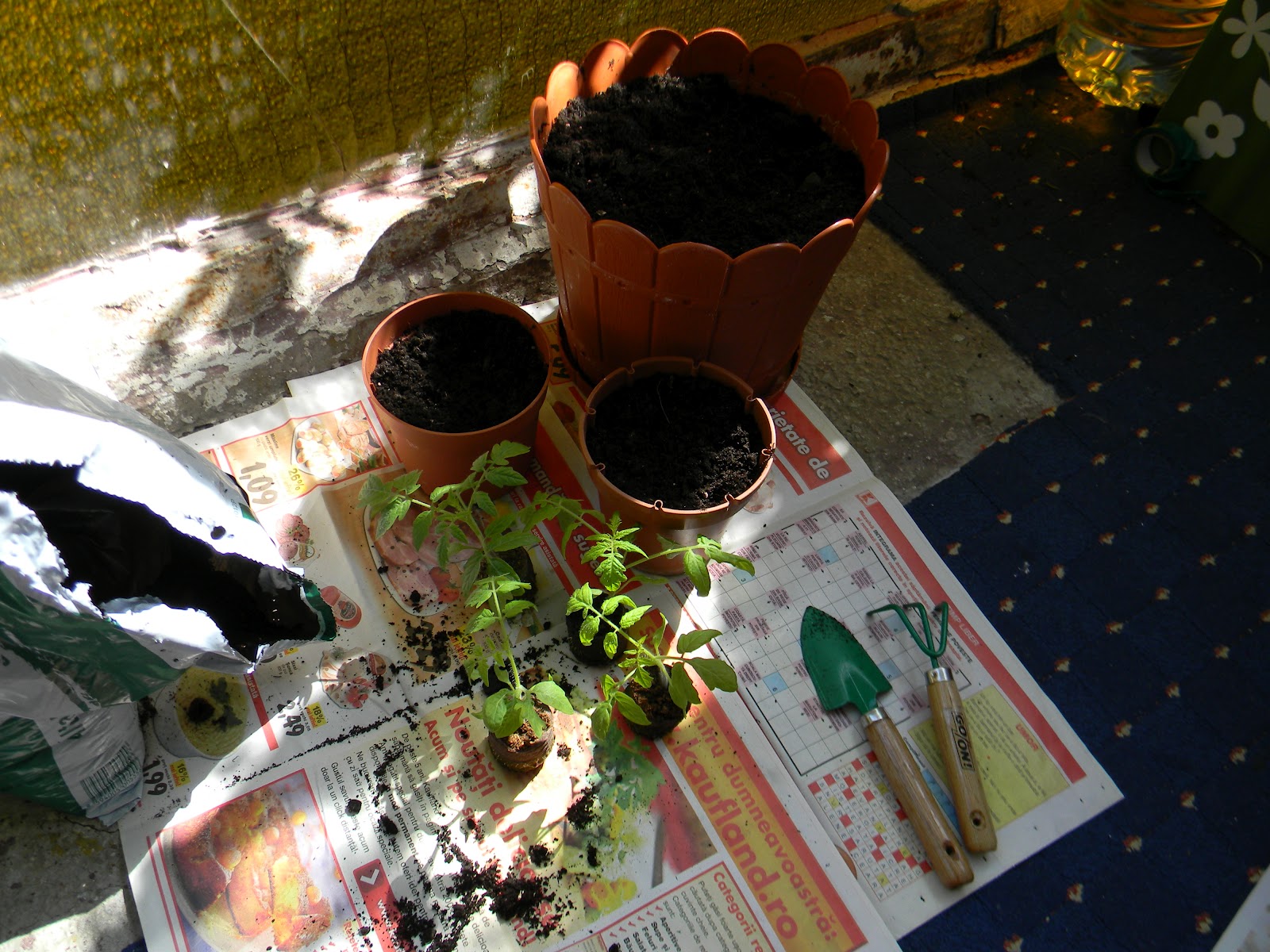 Gradina de pe balcon: A doua generatie de rosii se muta la vila