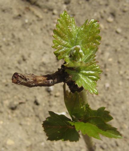 EnoViti: Ampelography 101: A Test in the Vineyard