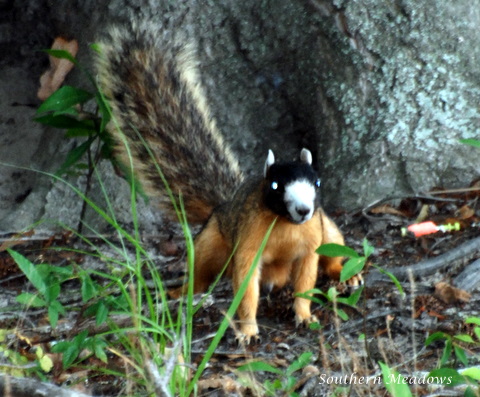 A Masked Face Fox Squirrel