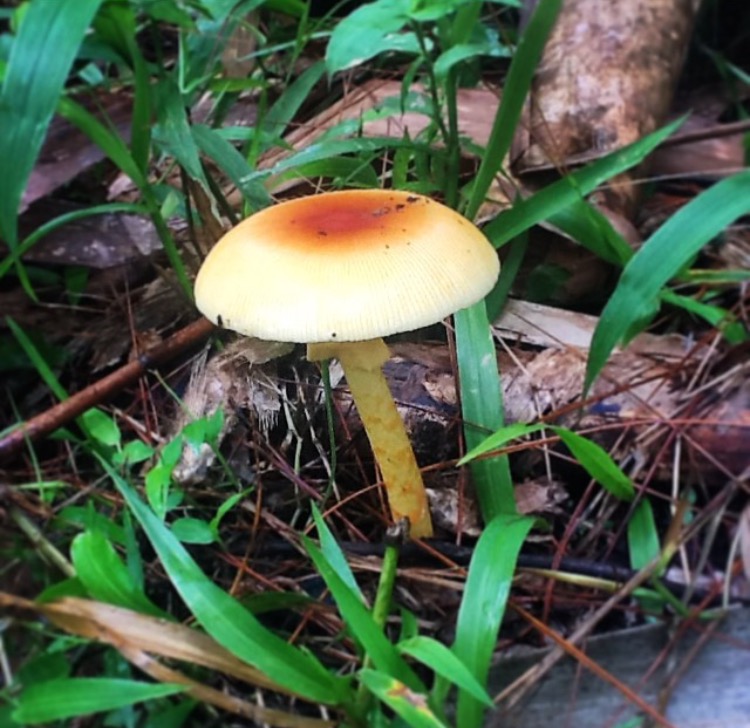 Jejak Termemori: JAMUR SEPANJANG MUSIM