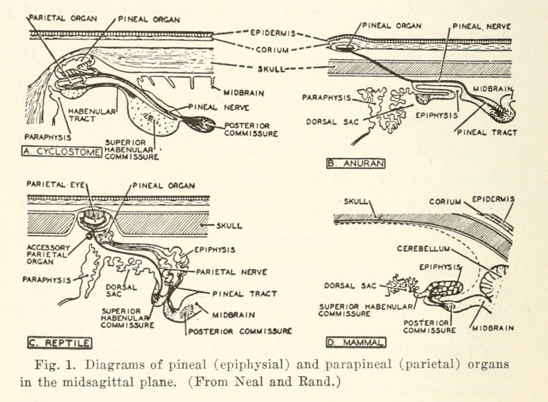 Life is short, but snakes are long: Do snakes have a third eye?