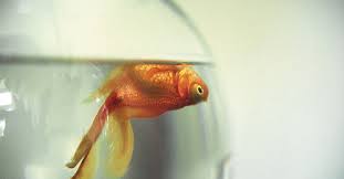 I need help! Expert Goldfish keeper needed!! - Vikie Shanks