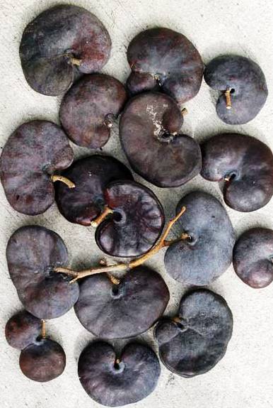 Kruidwis: Monkey ear tree