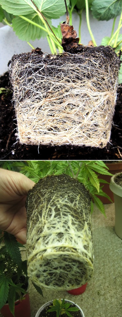 How to plant root bound plants