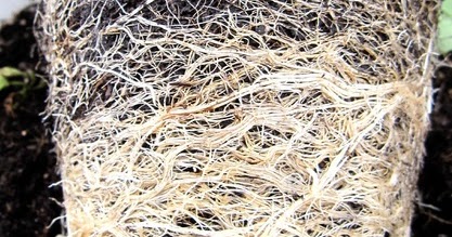 How to plant root bound plants