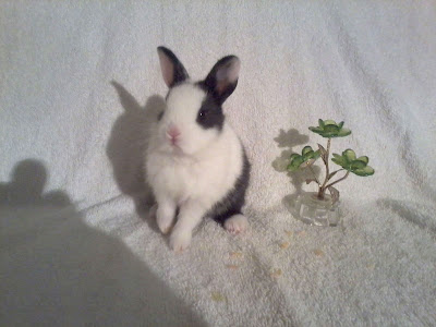 MINI COELHO HOLANDÊS & HOTOT: Compre Um Mini Holandês e Hotot