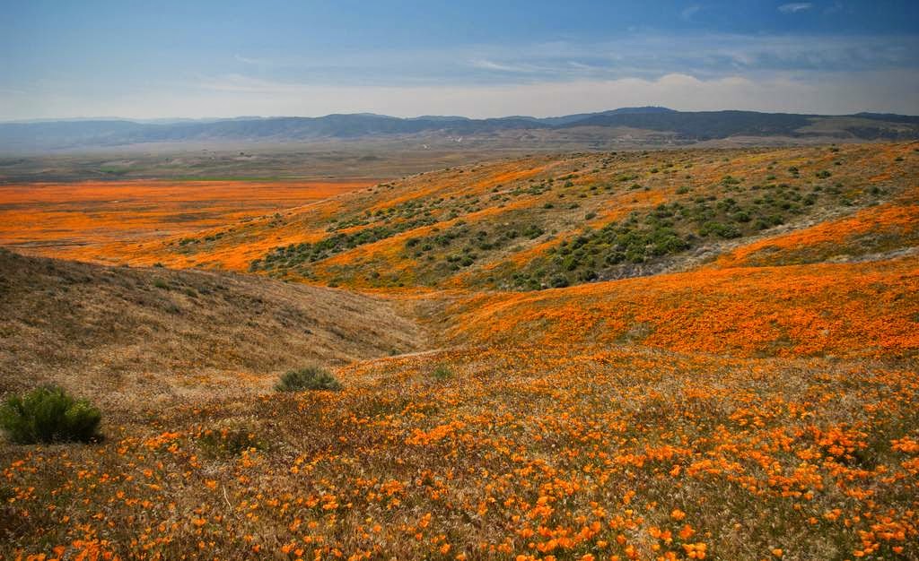 The California Poppy Reserve: A Sea of Orange Happiness ~ Kuriositas