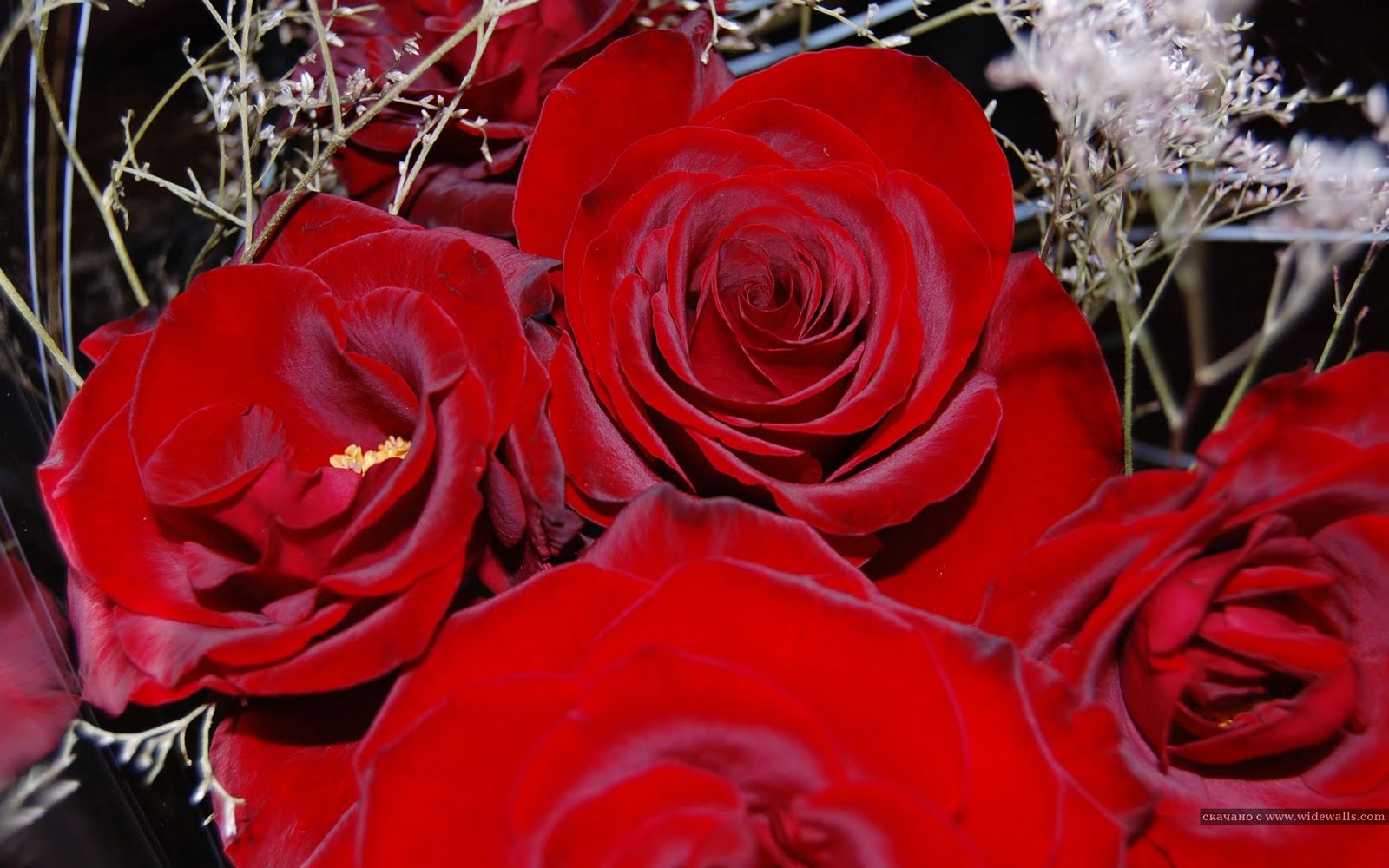 LAS MEJORES IMÁGENES GRATIS: Flores